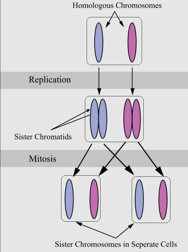 Homologous Chromosomes And Sister Chromatids