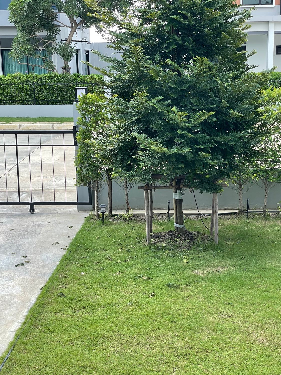 มีนกขมิ้นเหลืองมาทำรังที่ต้นไม้ จิกใบต้นไม้ทิ้งเยอะมาก Pantip